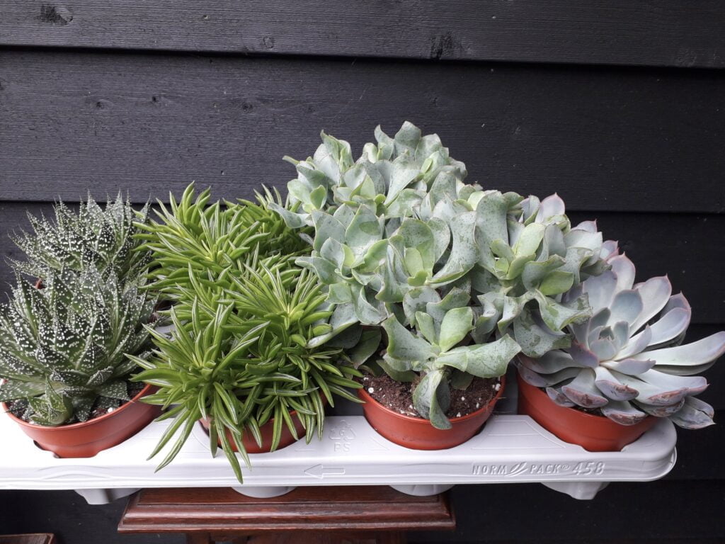 Vet plant — metbloemen.nl